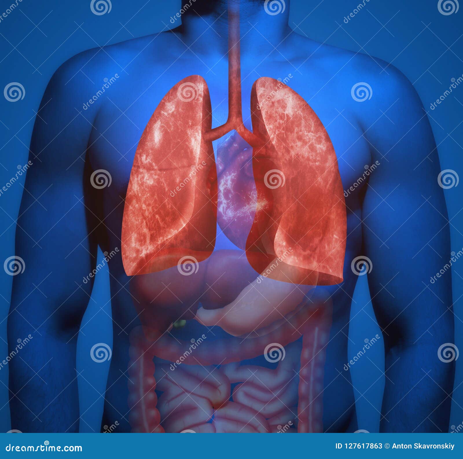 Anatomía Humana Los Pulmones Imagen de archivo - Imagen de enfermedad ...