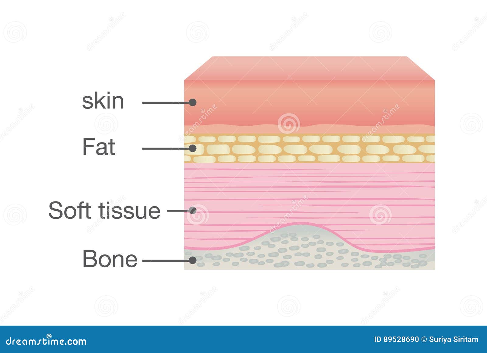 Anatomía Normal De La Piel Del Ser Humano Ilustración del Vector ...