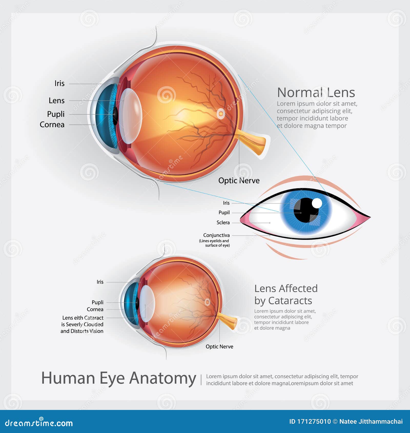 Anatomía ocular humana ilustración del vector. Ilustración de ...