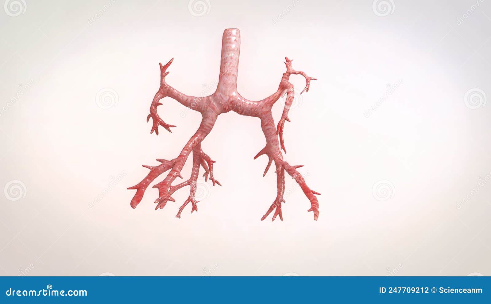 Anatomía Segmental Broncopulmonar Stock de ilustración - Ilustración de ...