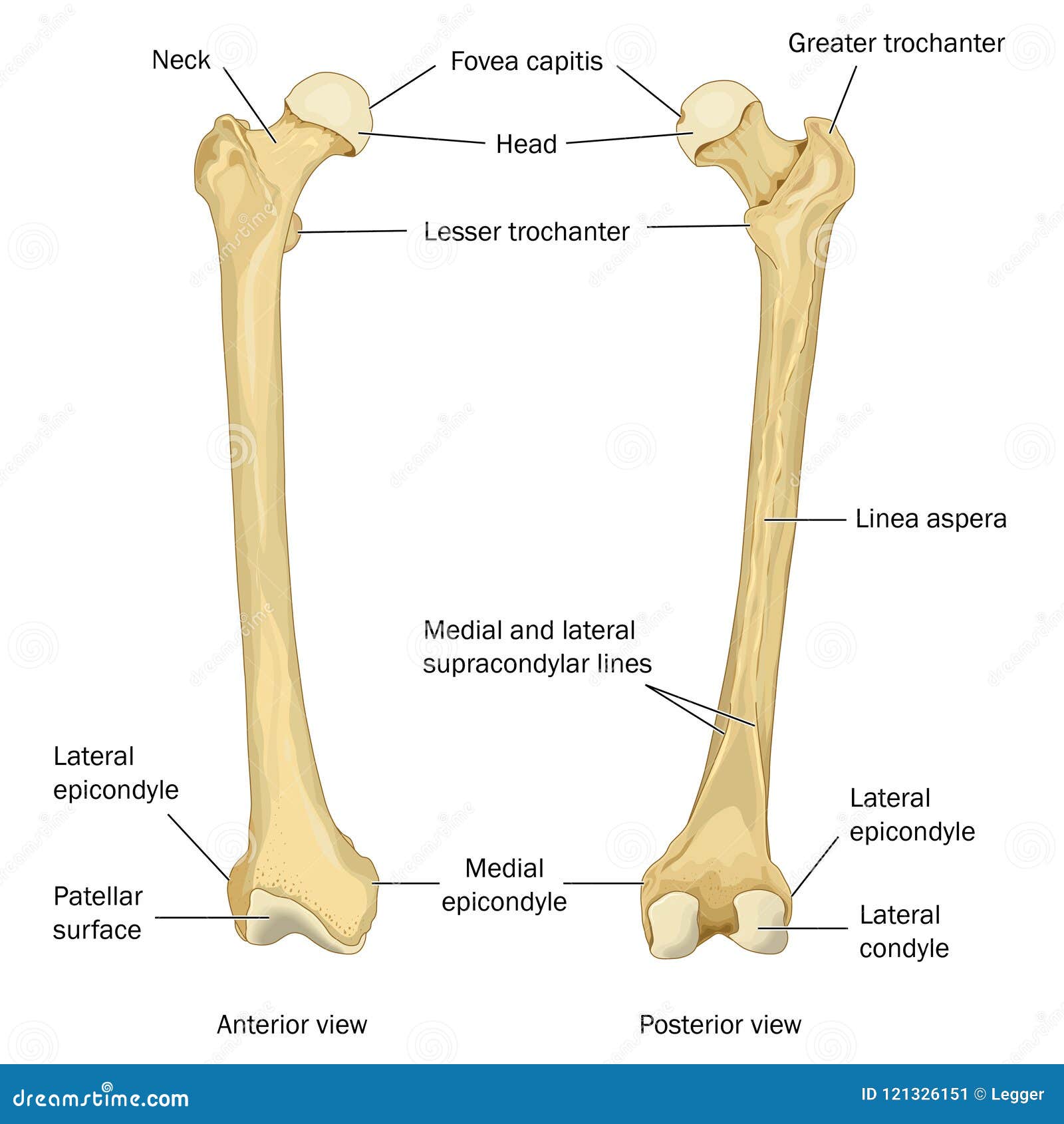 Anatomia Do Osso Femur - RETOEDU