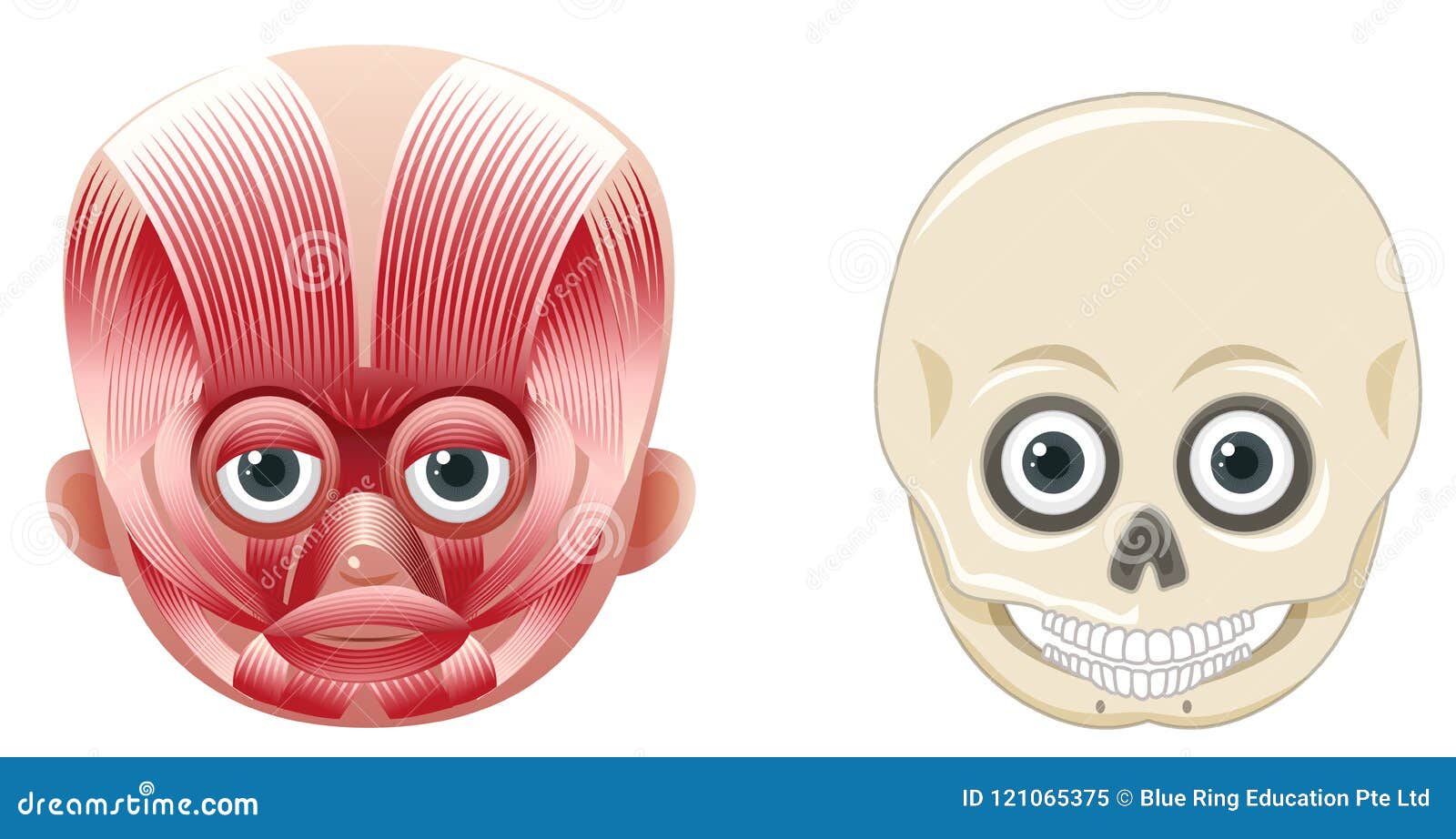 Anatomía Y Cráneo Del Rostro Humano Ilustración del Vector ...