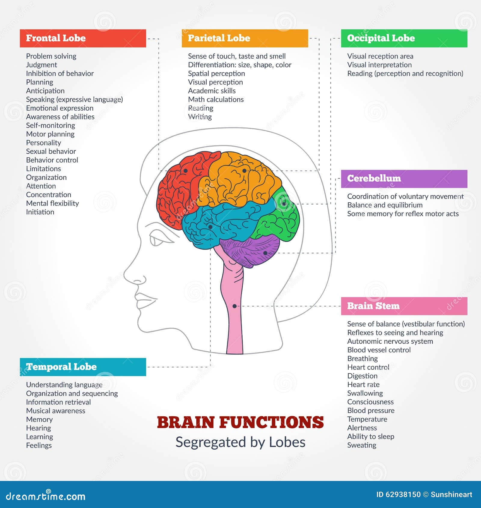Las Partes Que Componen Tu Cerebro Y Sus Funciones Partes Del Cerebro