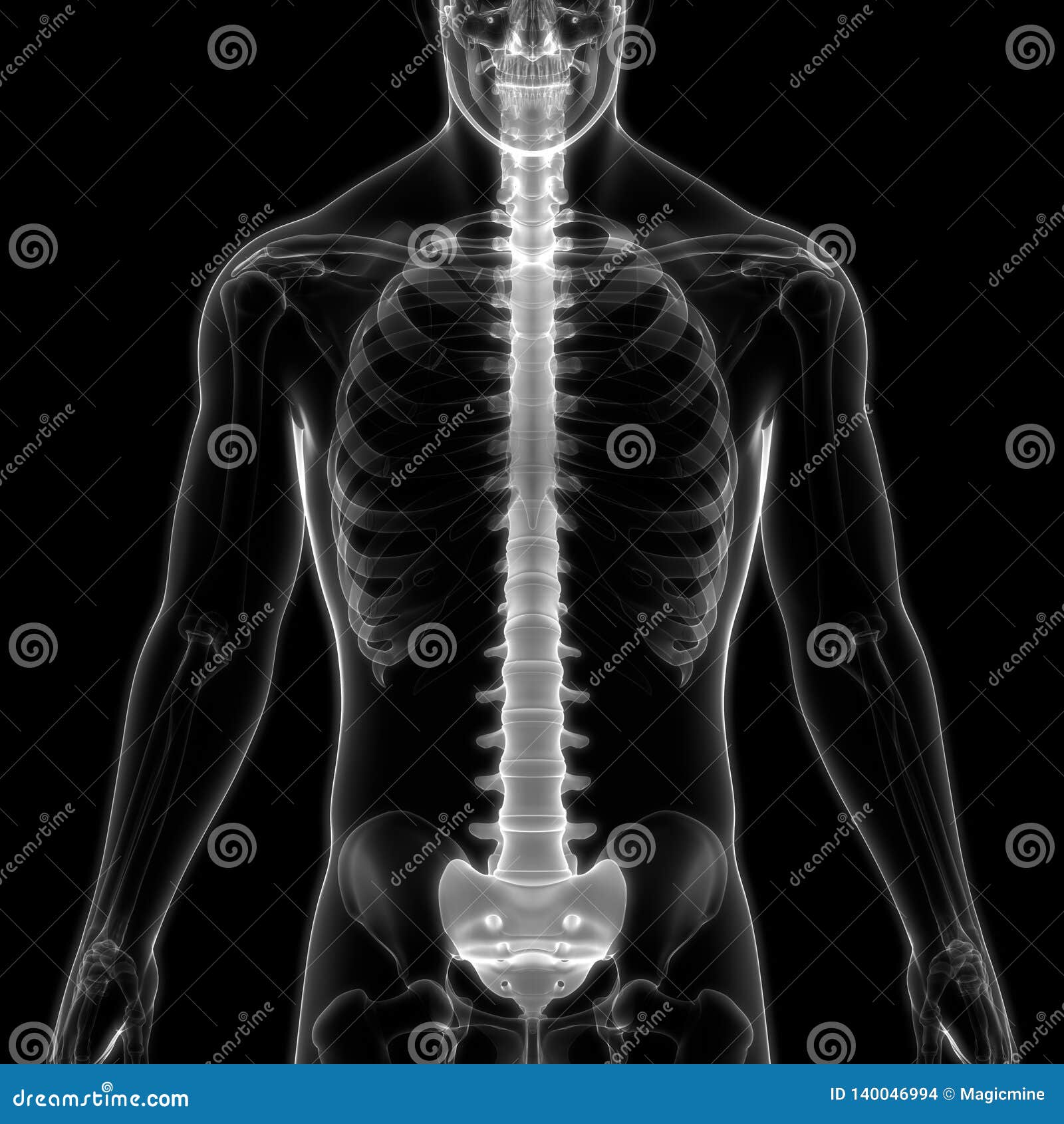 Anatom stock de ilustración. Ilustración de doloroso - 140046994