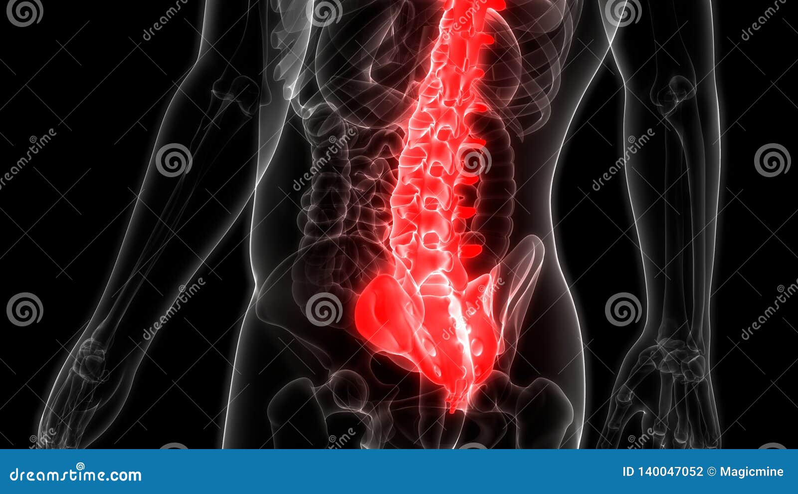 Anatom stock de ilustración. Ilustración de cerebro - 140047052