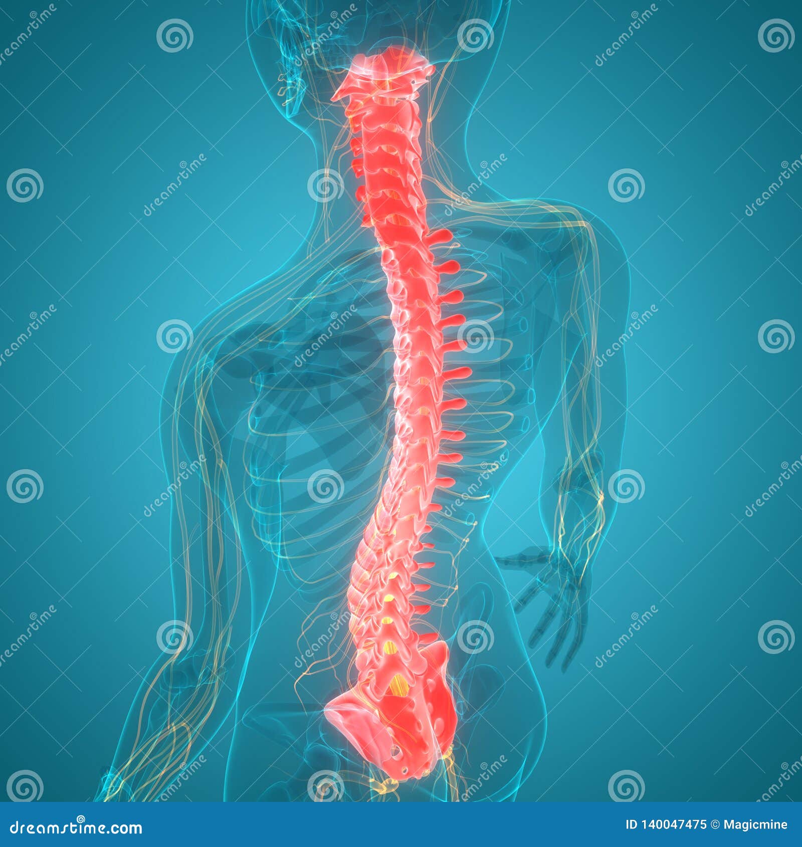 Anatom stock de ilustración. Ilustración de médico, hombre - 140047475