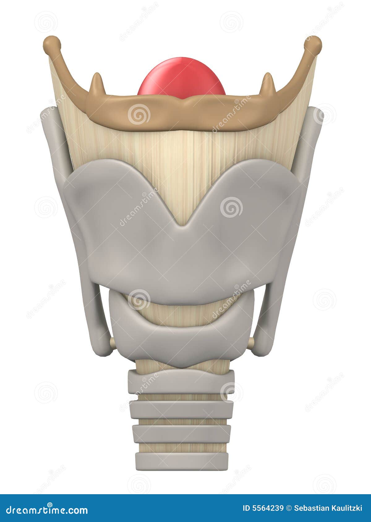 Anatomía De La Laringe Imágenes de archivo libres de regalías - Imagen ...