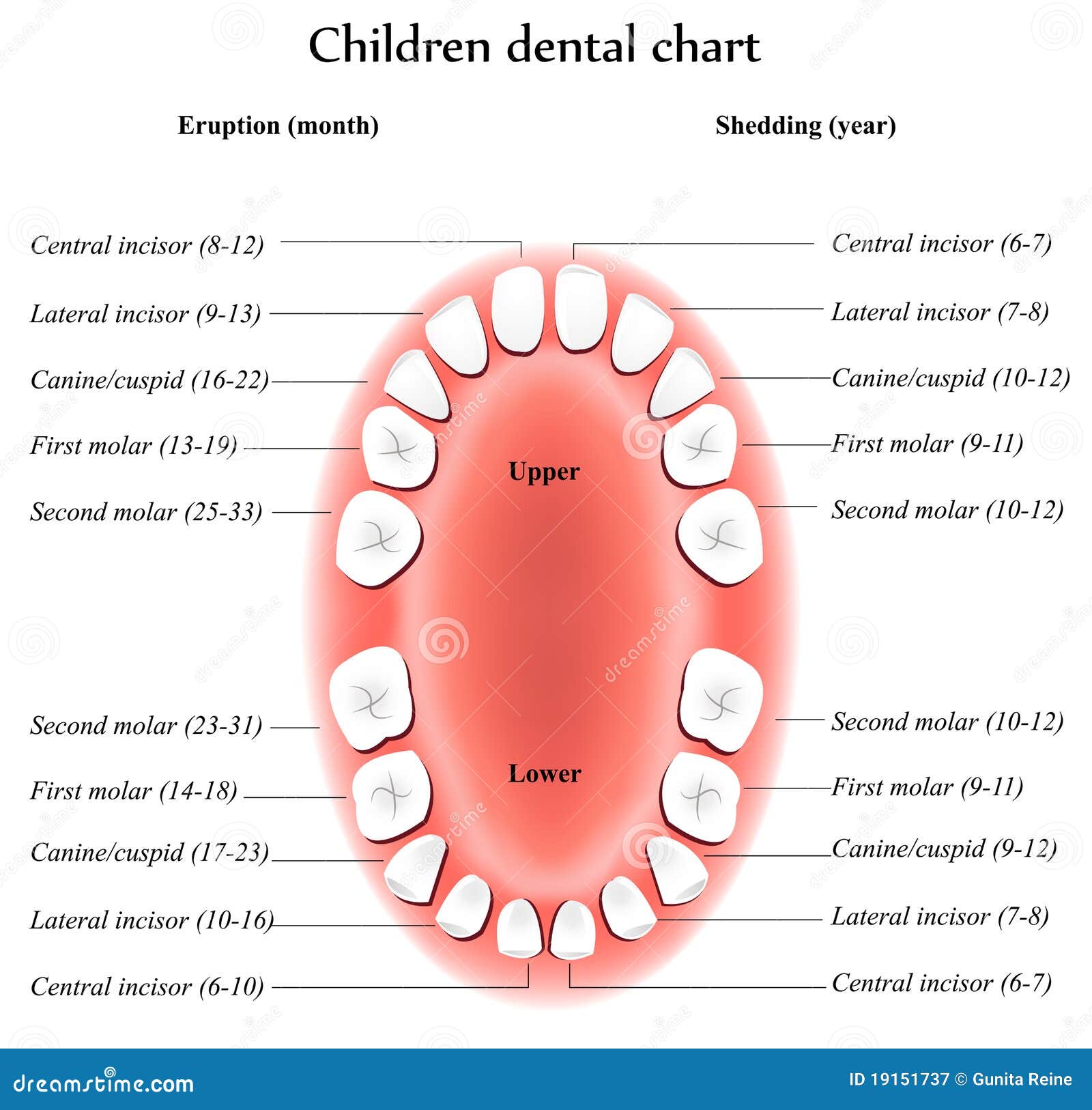 Anatomía De Los Dientes De Los Niños Fotografía de archivo libre de ...