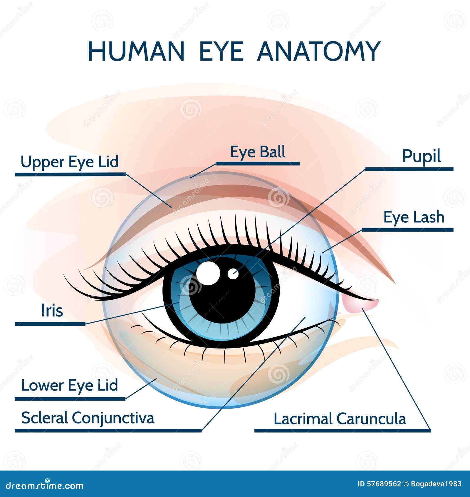 Anatomía Del Ojo Humano Ilustración del Vector - Imagen: 57689562