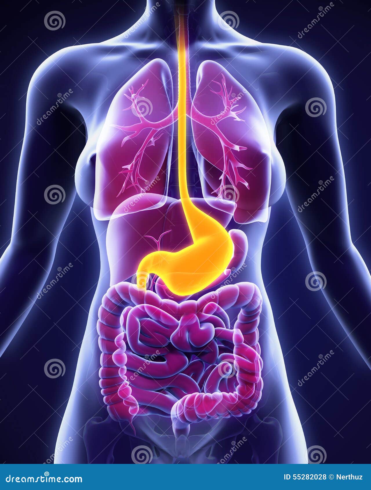 Anatomía Humana Del Estómago Stock de ilustración - Imagen: 55282028