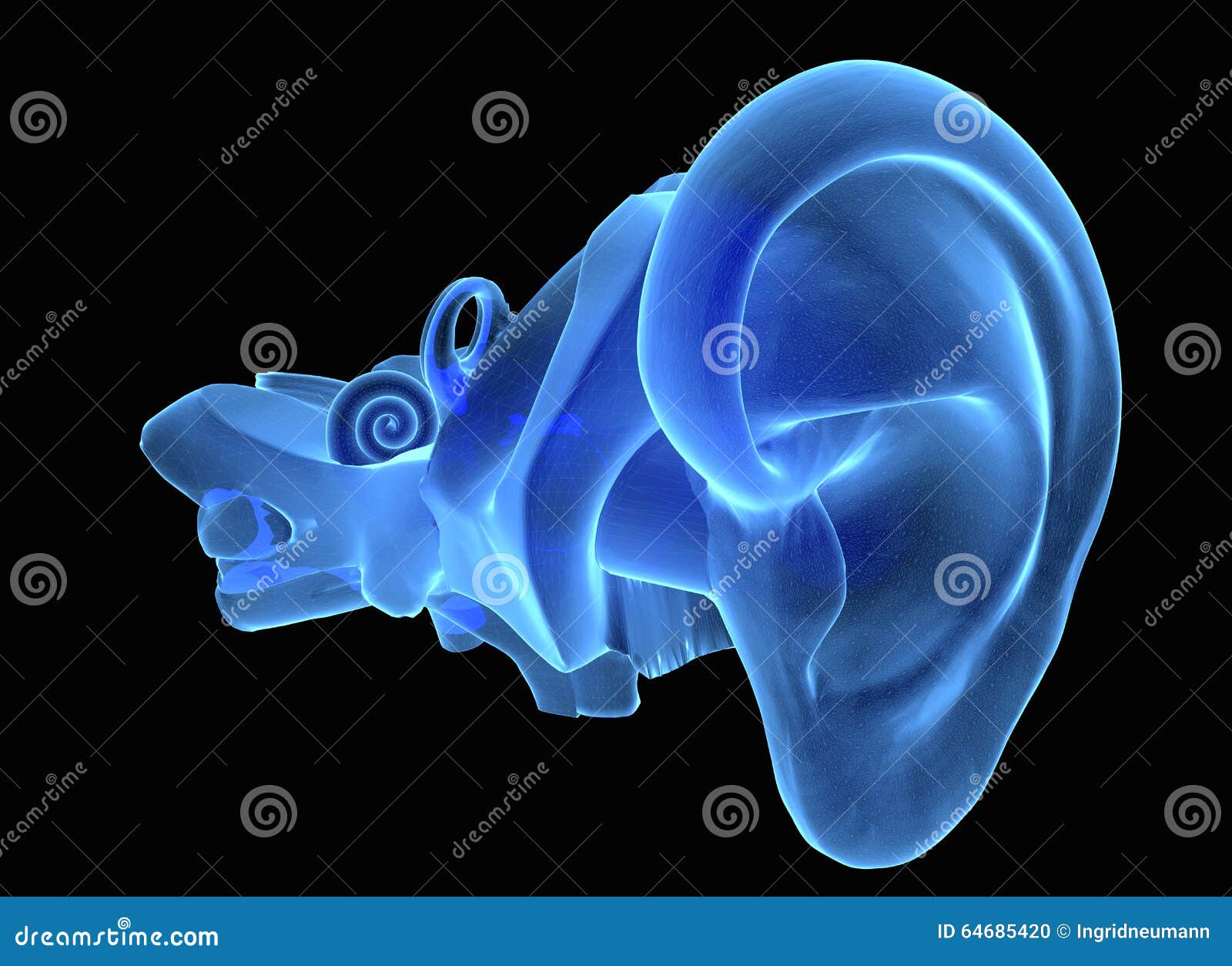 Anatomía Humana Del Oído 3D Stock de ilustración - Imagen: 64685420