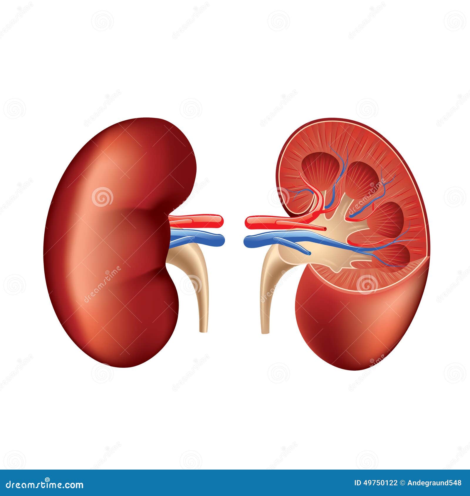 Anatomía Humana Del Riñón Aislada En El Vector Blanco Ilustración del ...