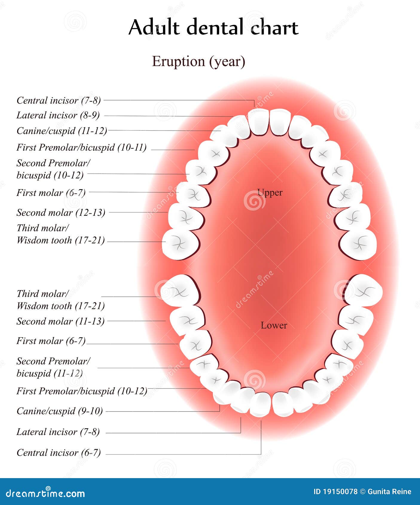 Anatomia adulta dei denti illustrazione vettoriale. Illustrazione di ...