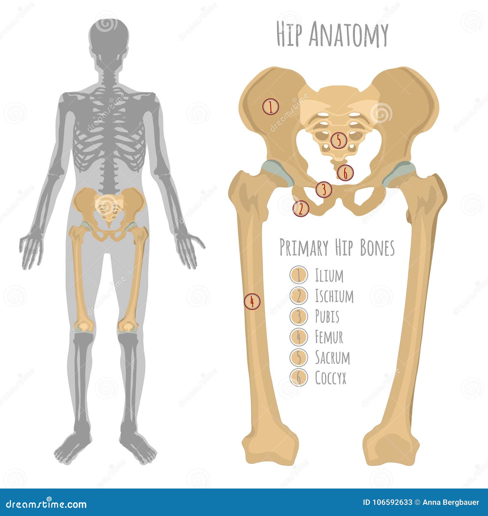 Anatomia Anca Masculina Do Osso Ilustração do Vetor - Ilustração de ...