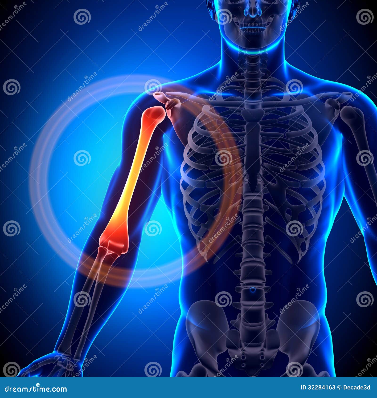Anatomia Braccio/dell'omero - Ossa Di Anatomia Illustrazione di Stock ...