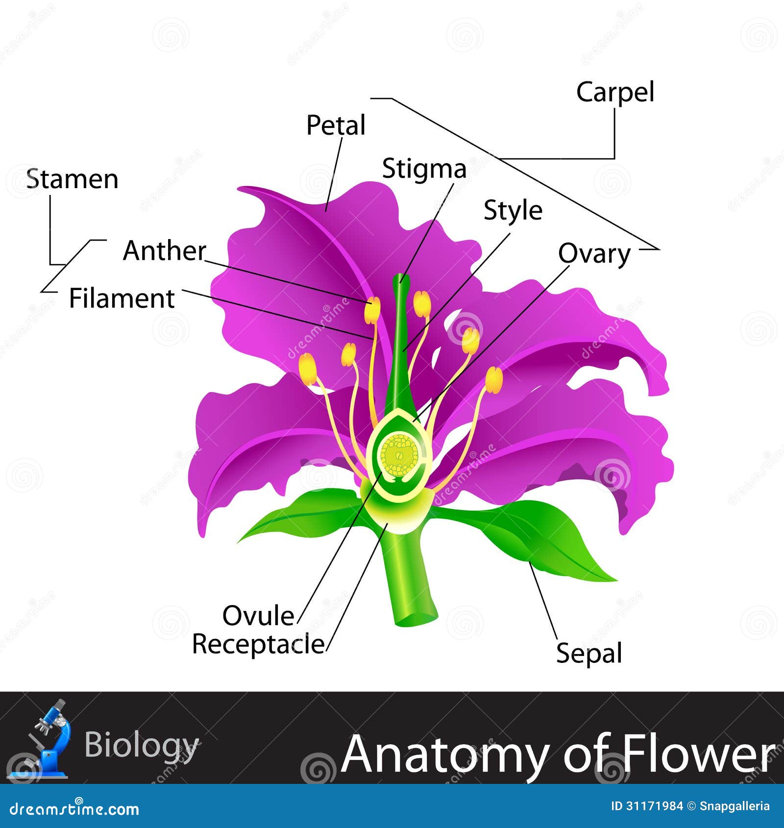 Anatomia Da Flor Imagens de Stock - Imagem: 31171984