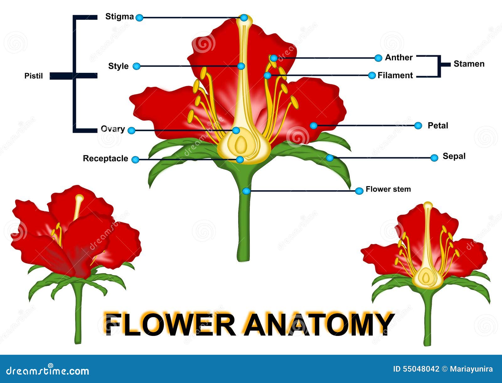 A anatomia da flor ilustração stock. Ilustração de cortes - 55048042
