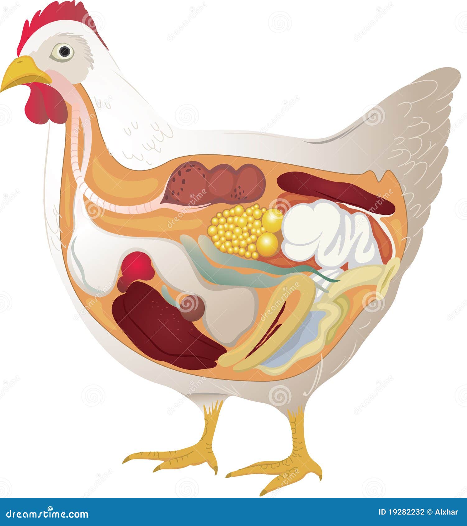 Anatomia Da Galinha Fotografia de Stock - Imagem: 19282232