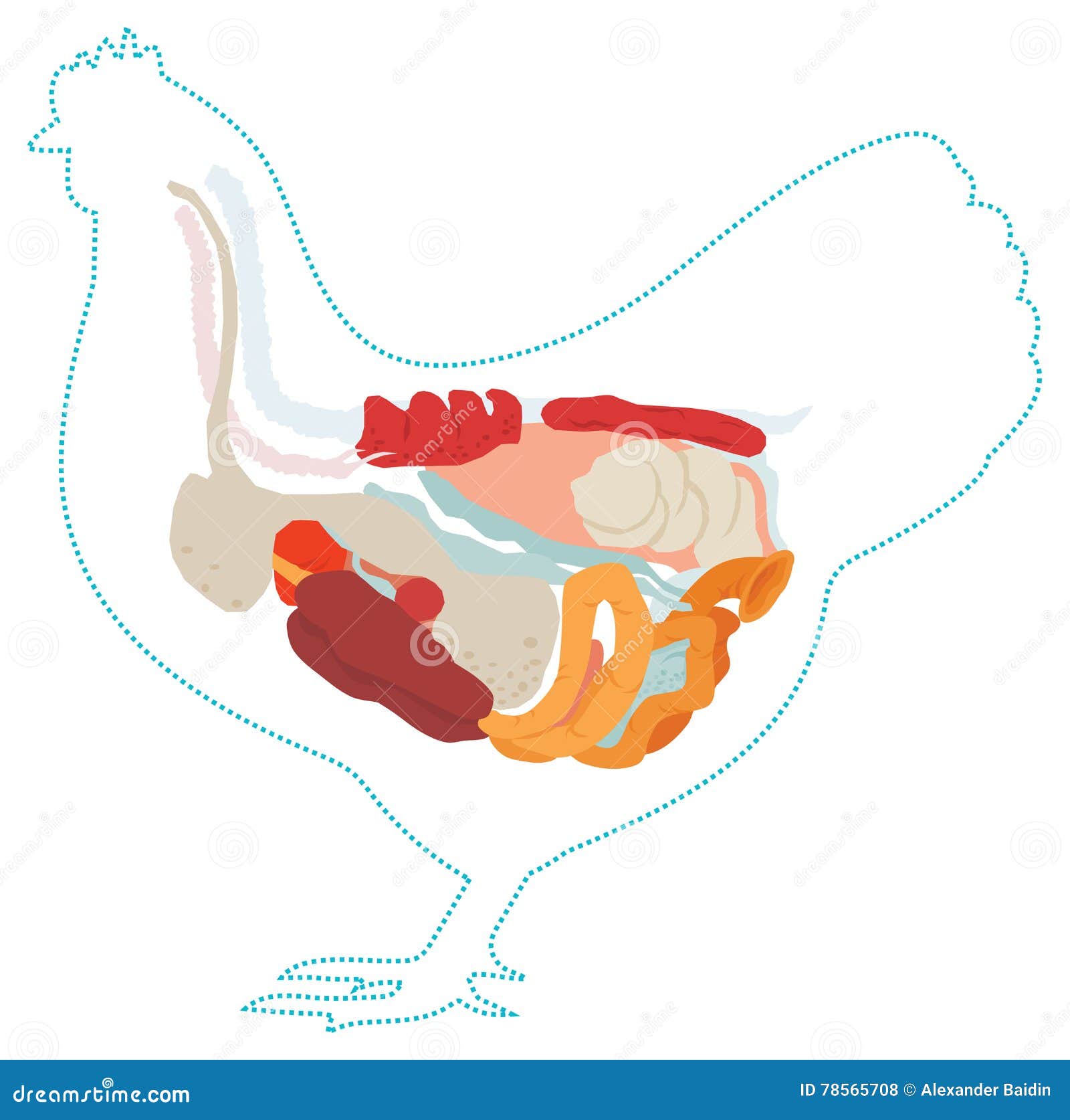 Sistema Digestivo Da Galinha - FDPLEARN