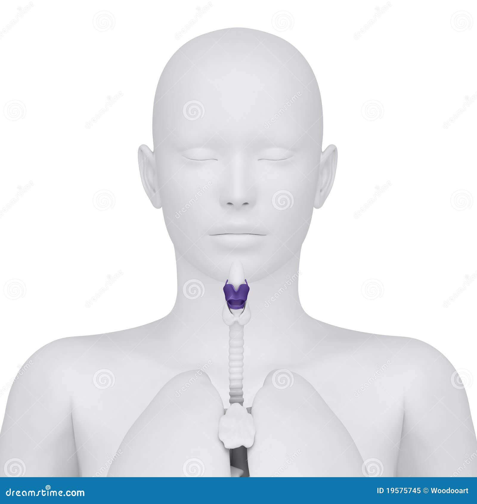 Anatomia da laringe ilustração stock. Ilustração de figura - 19575745