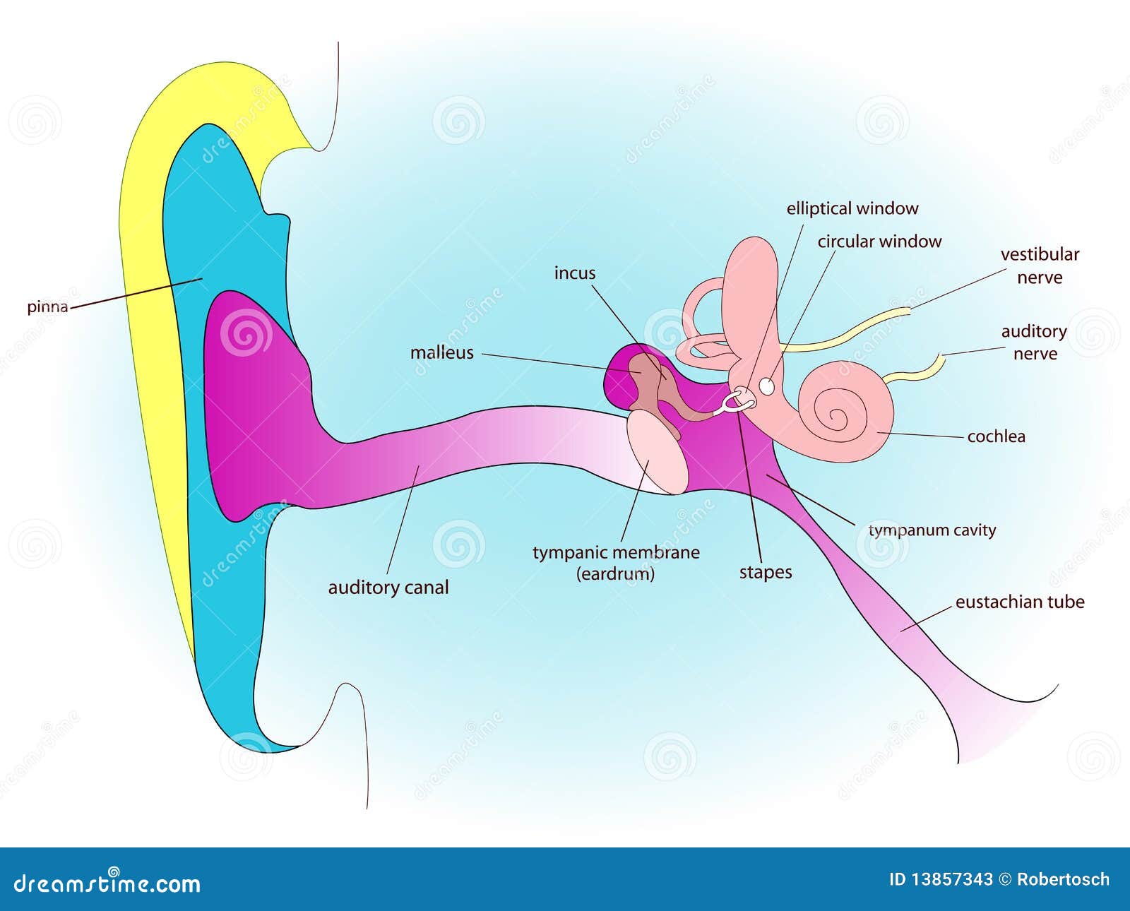 Anatomia Da Orelha Fotos de Stock - Imagem: 13857343