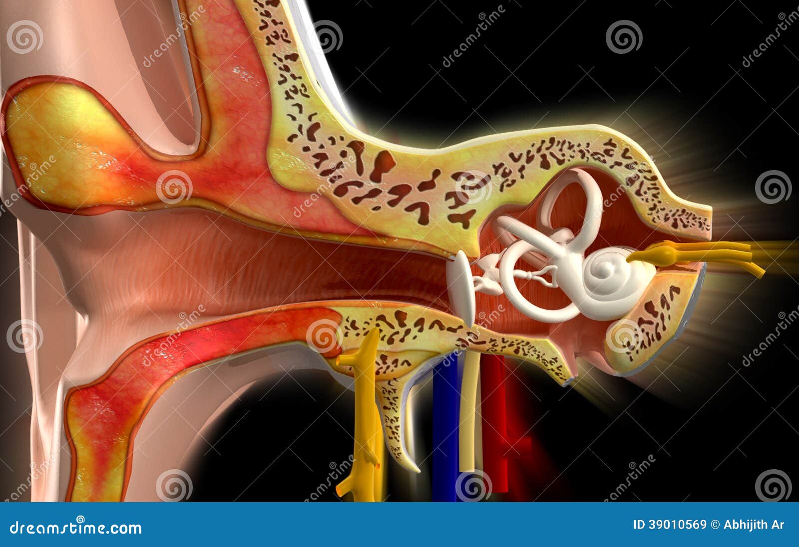 Anatomia da orelha ilustração stock. Ilustração de cavidade - 39010569