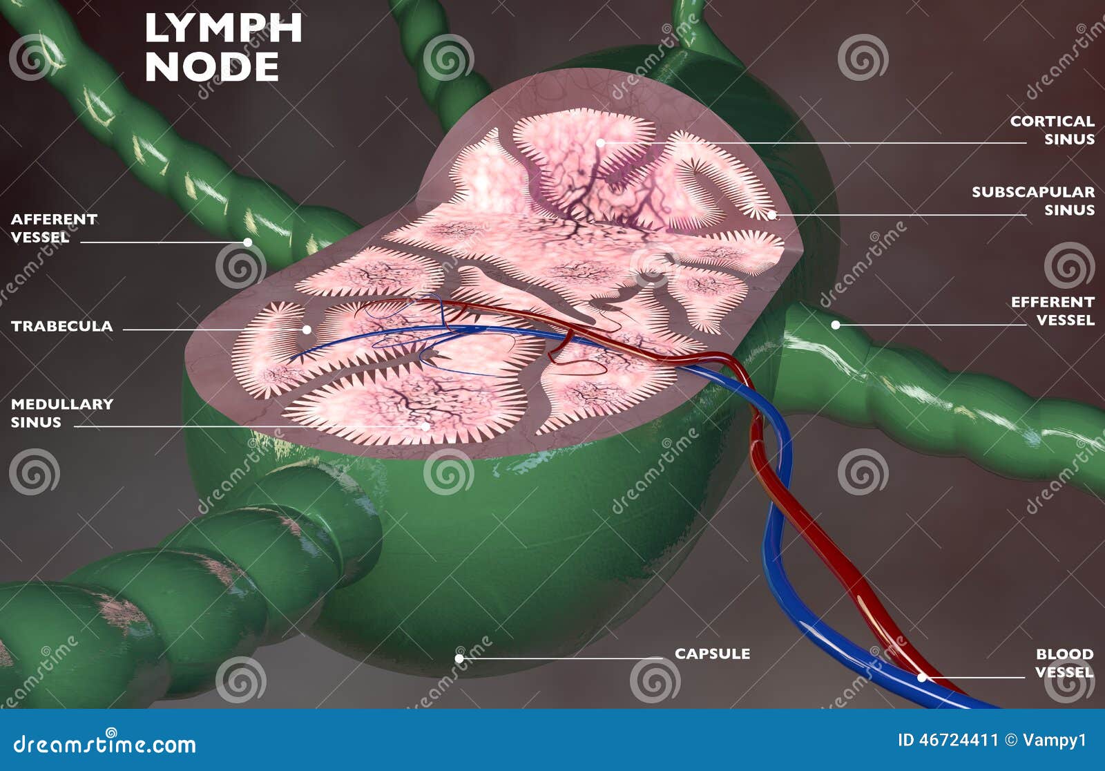 Anatomia Da Seção 3d Do Nó De Linfa Ilustração Stock - Ilustração de ...