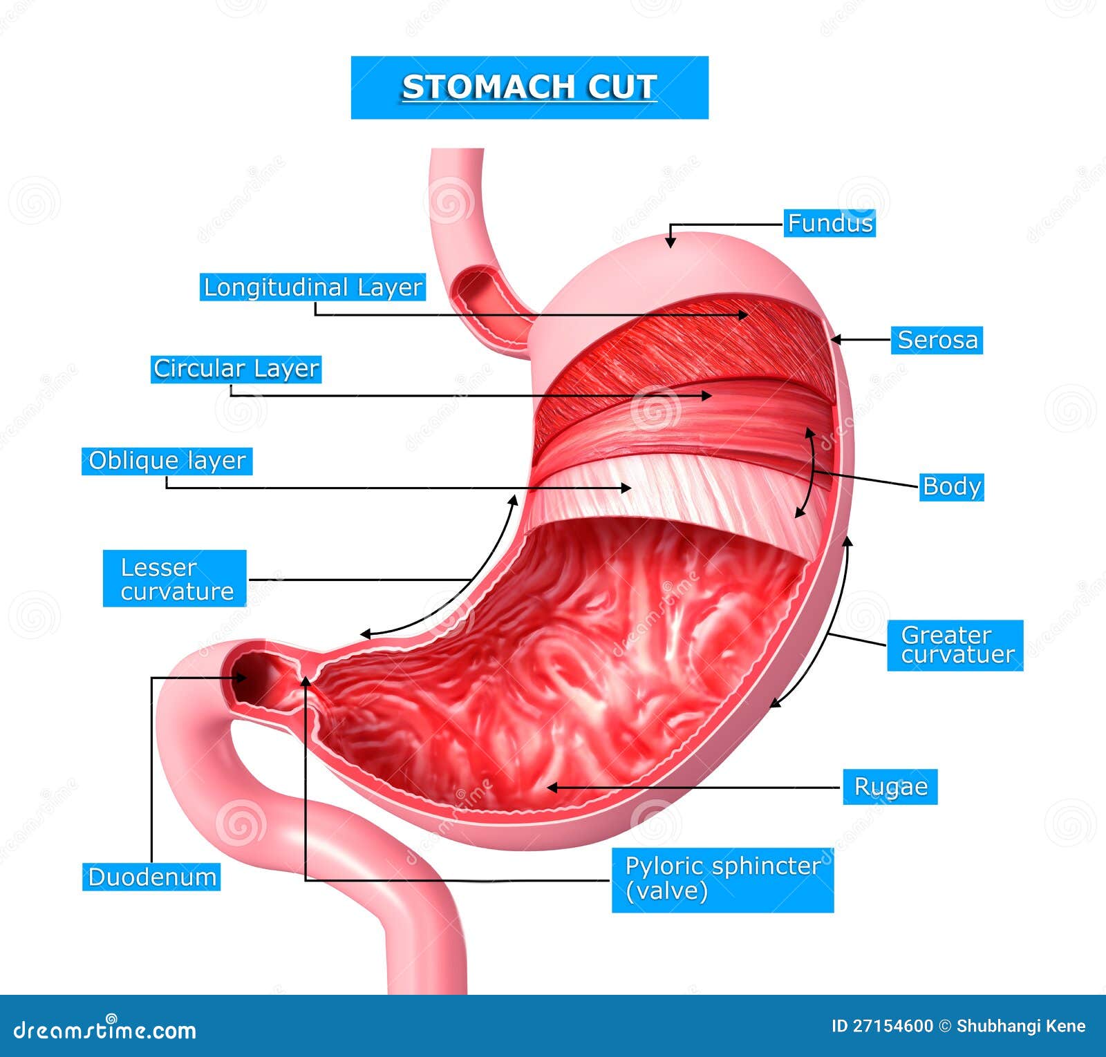 Anatomia da seção do corte do estômago