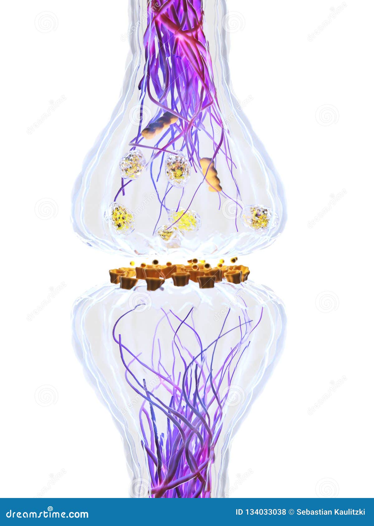 A anatomia da sinapse ilustração stock. Ilustração de medicamente ...