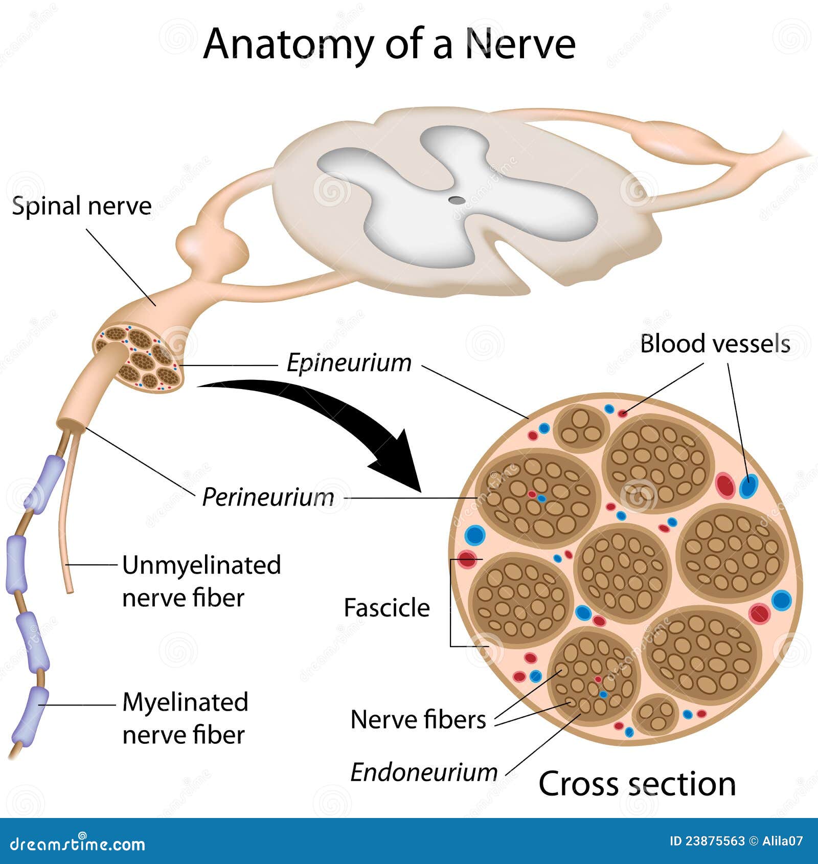 Anatomia de um nervo ilustração do vetor. Ilustração de estrutura ...