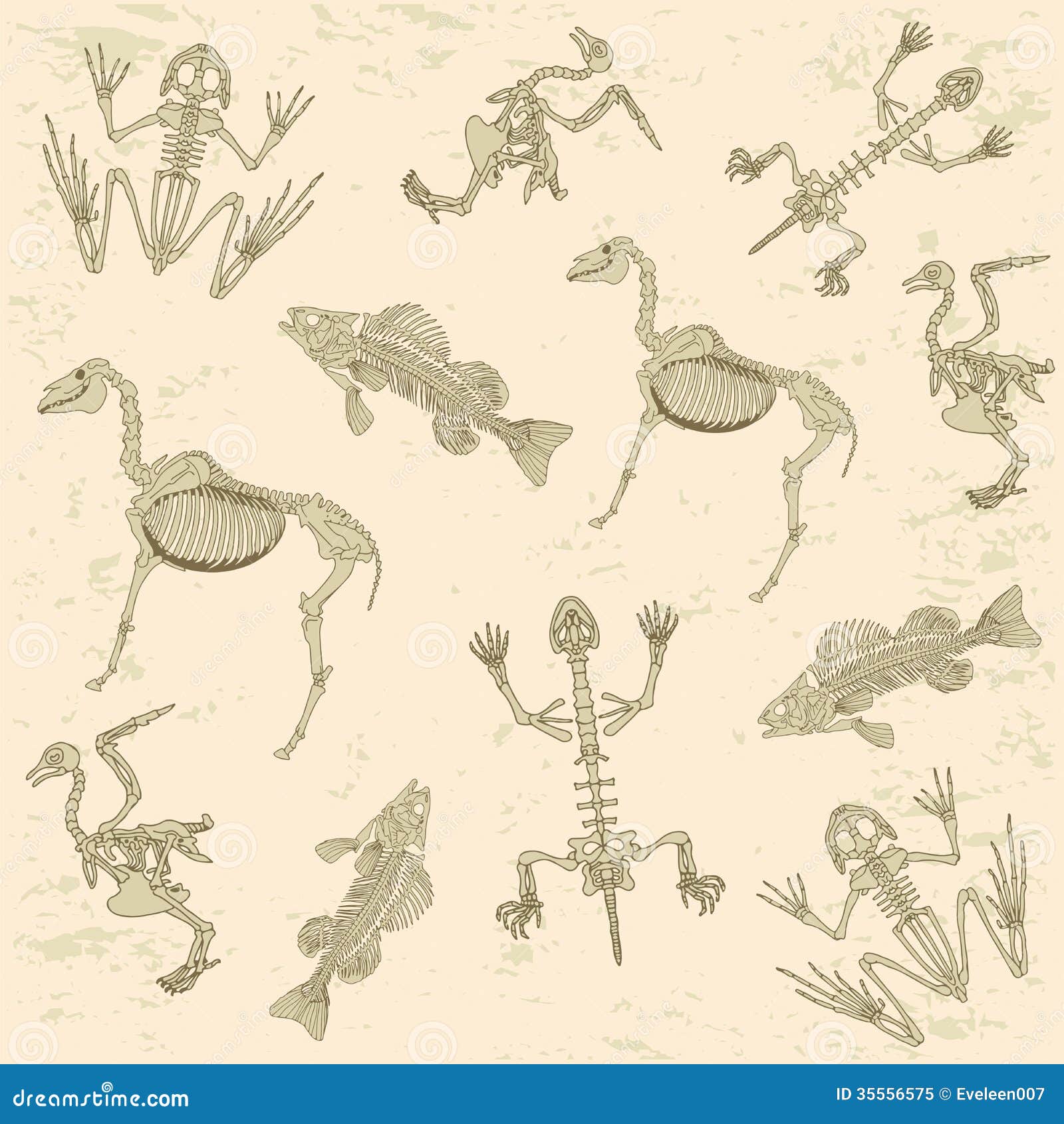 Anatomia Degli Animali, Modello Di Scheletro Illustrazione Vettoriale ...