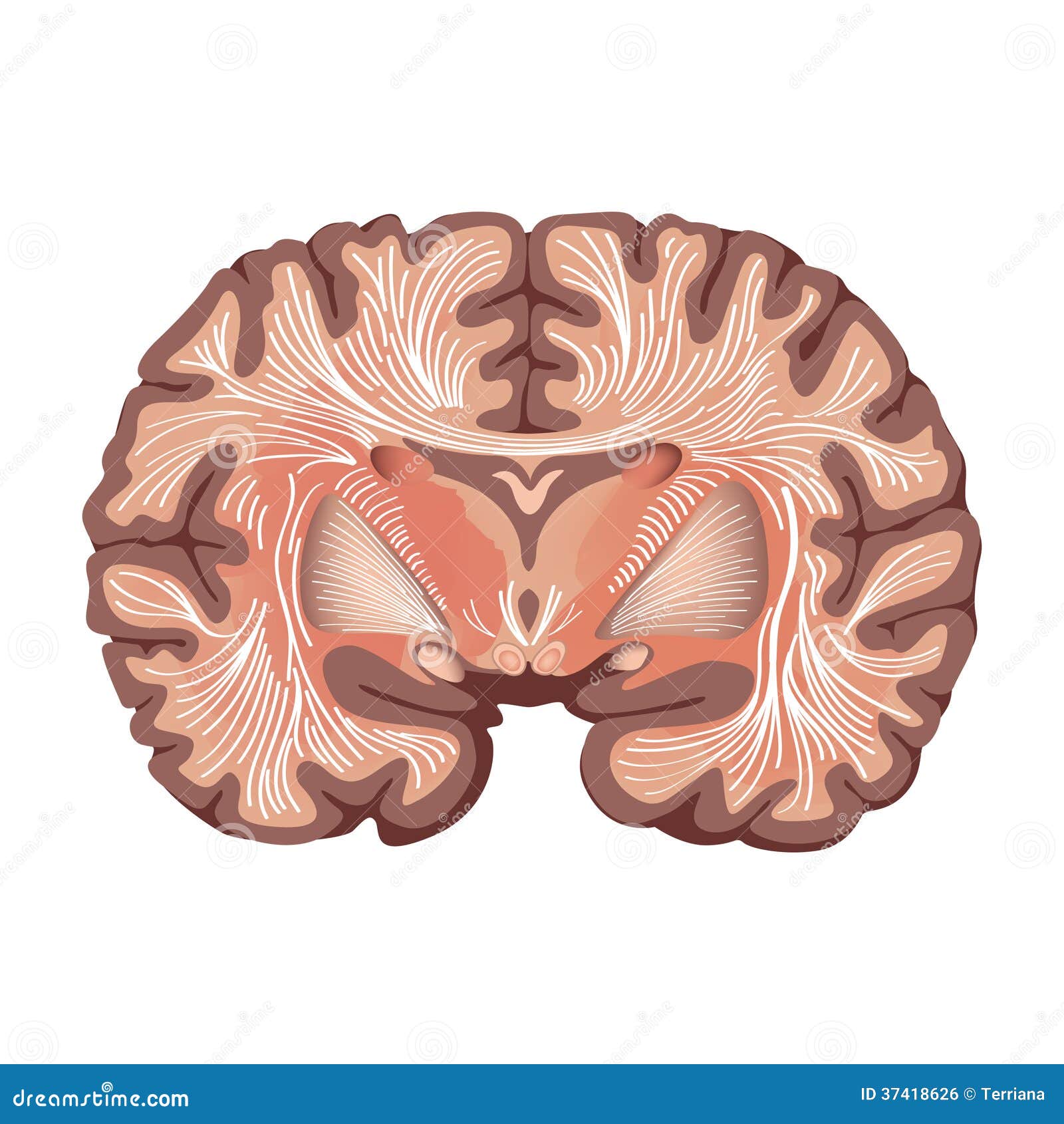 Anatomia del cervello. illustrazione di stock. Illustrazione di ...