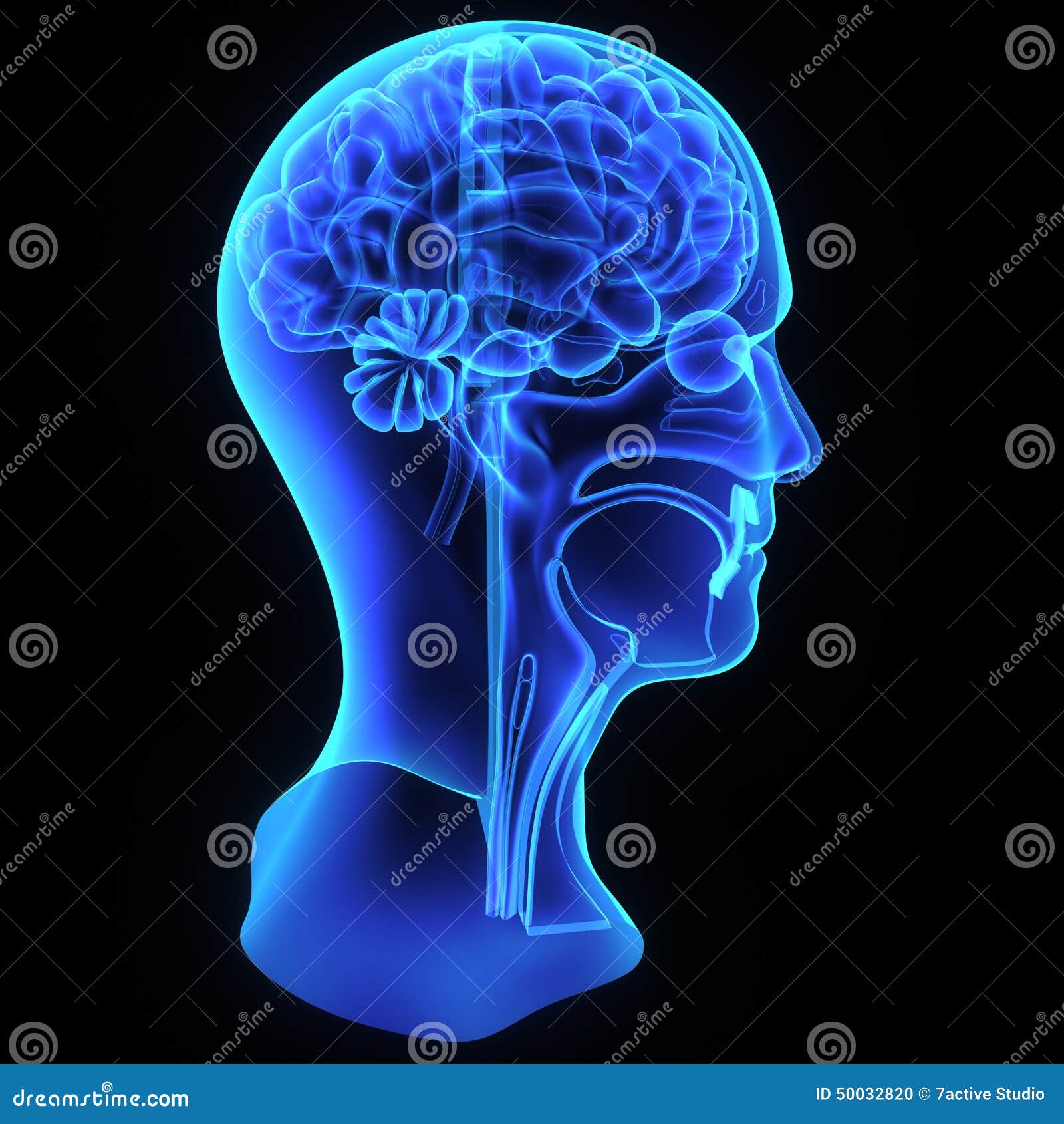 Anatomia Del Collo E Della Testa Illustrazione di Stock - Illustrazione ...