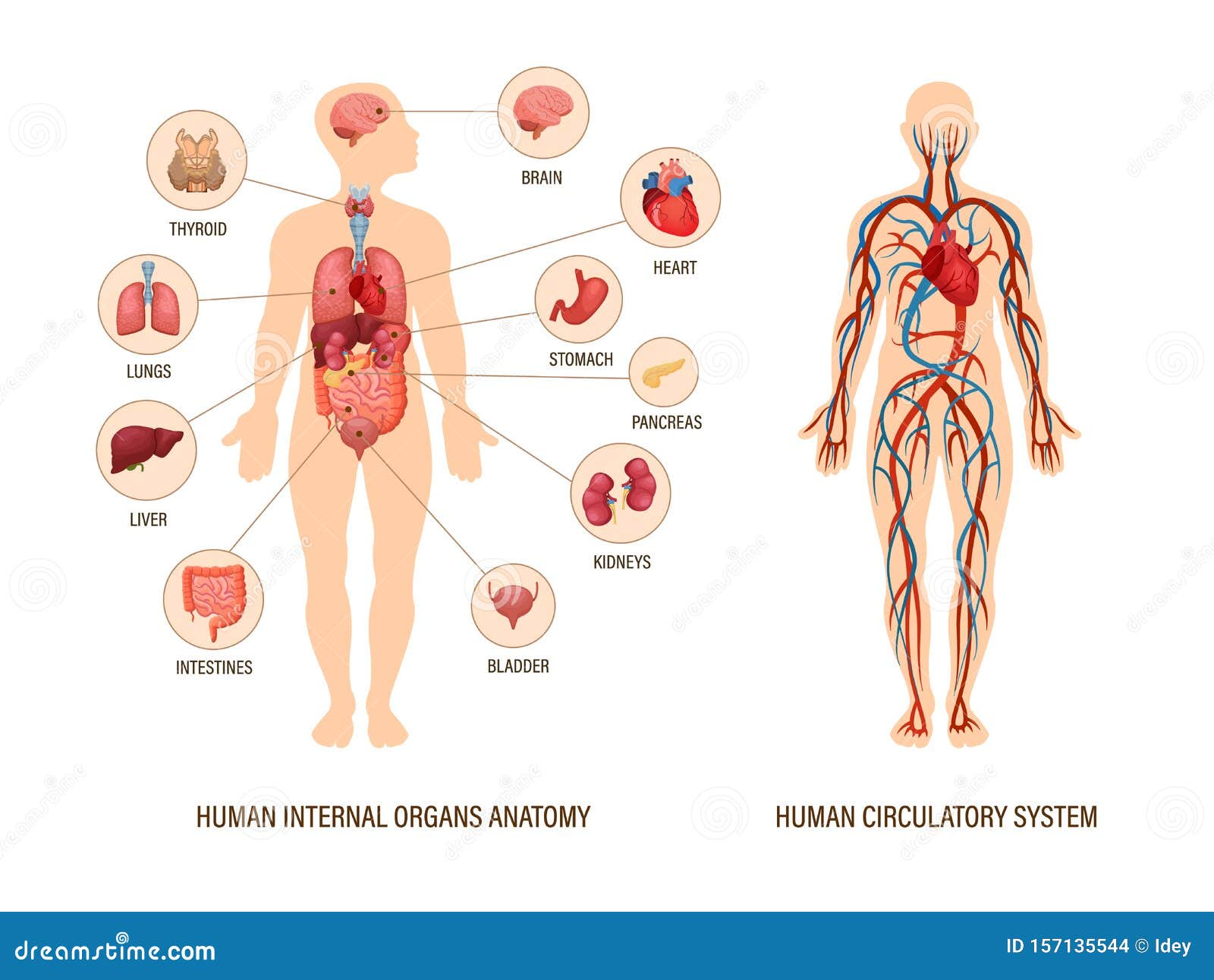 Anatomia Del Corpo Umano Infografica Della Struttura Degli Organi Umani ... Anatomia Del Corpo Umano Infografica Della Struttura Degli Organi Umani ...