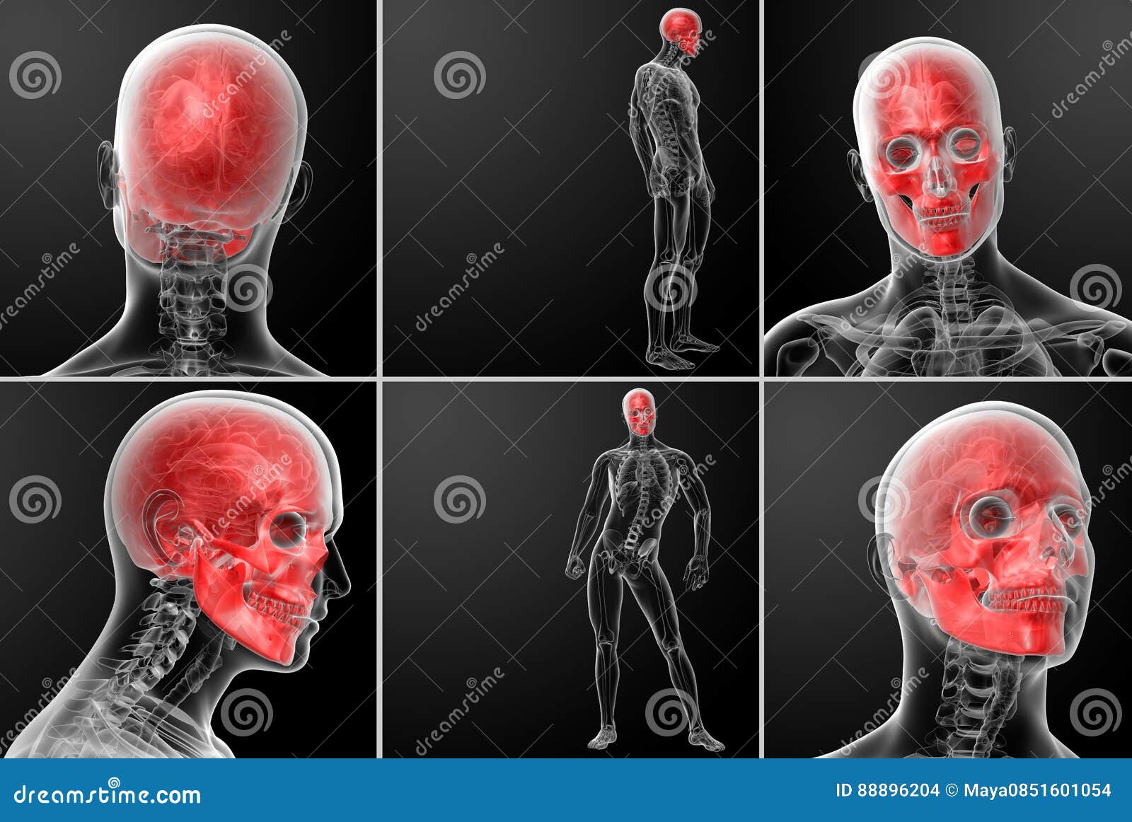Anatomia del cranio illustrazione di stock. Illustrazione di fisiologia ... Anatomia del cranio illustrazione di stock. Illustrazione di fisiologia ...