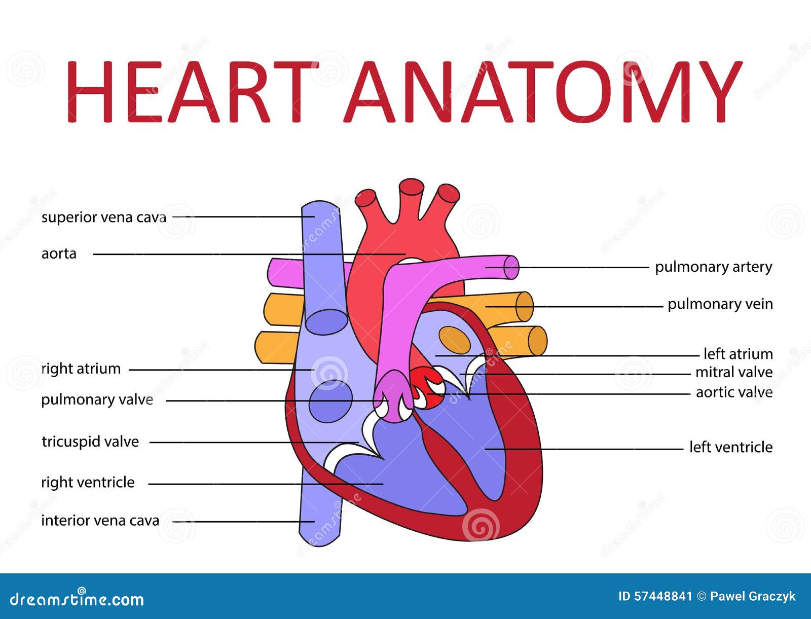 Anatomia del cuore illustrazione vettoriale. Illustrazione di schema ...