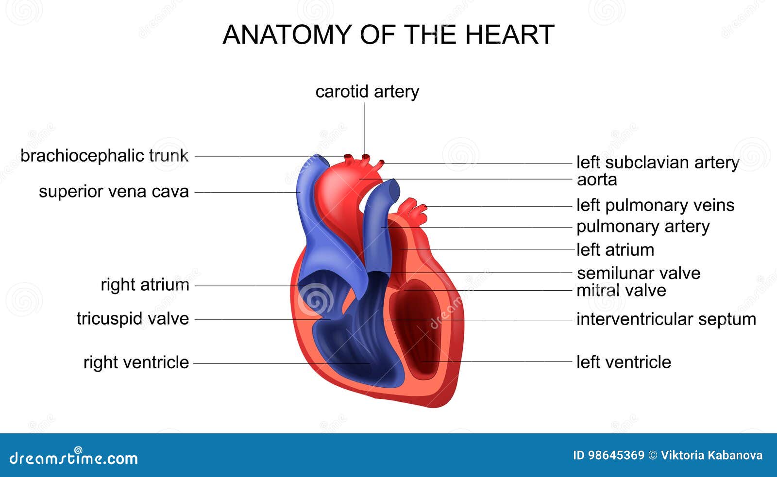 Anatomia del cuore illustrazione vettoriale. Illustrazione di medico ...