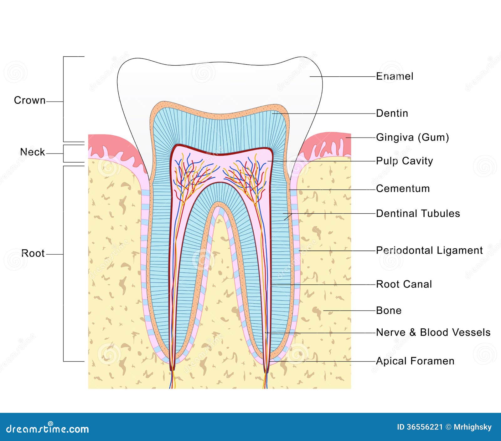Anatomia del dente illustrazione di stock. Immagine di colorato - 36556221