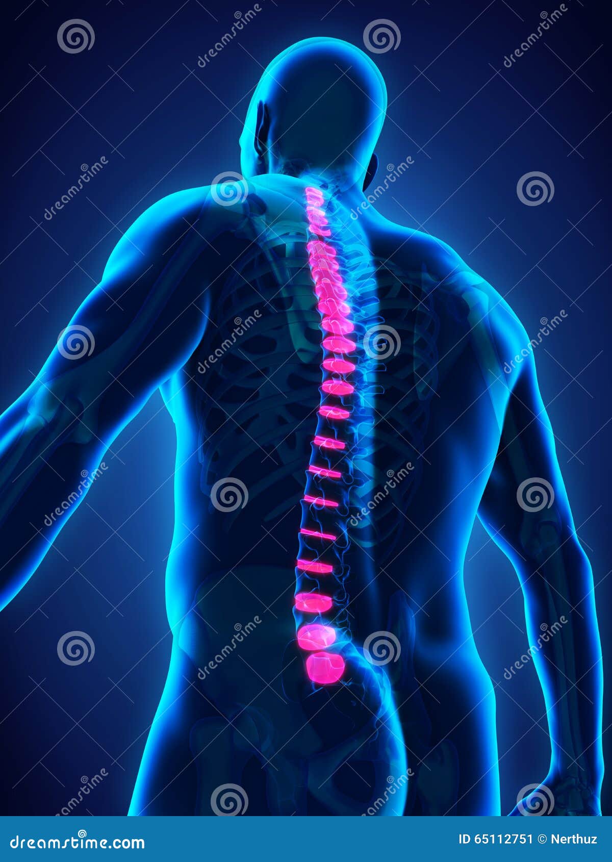 Anatomia Del Disco Intervertebrale Della Spina Dorsale Illustrazione di ...