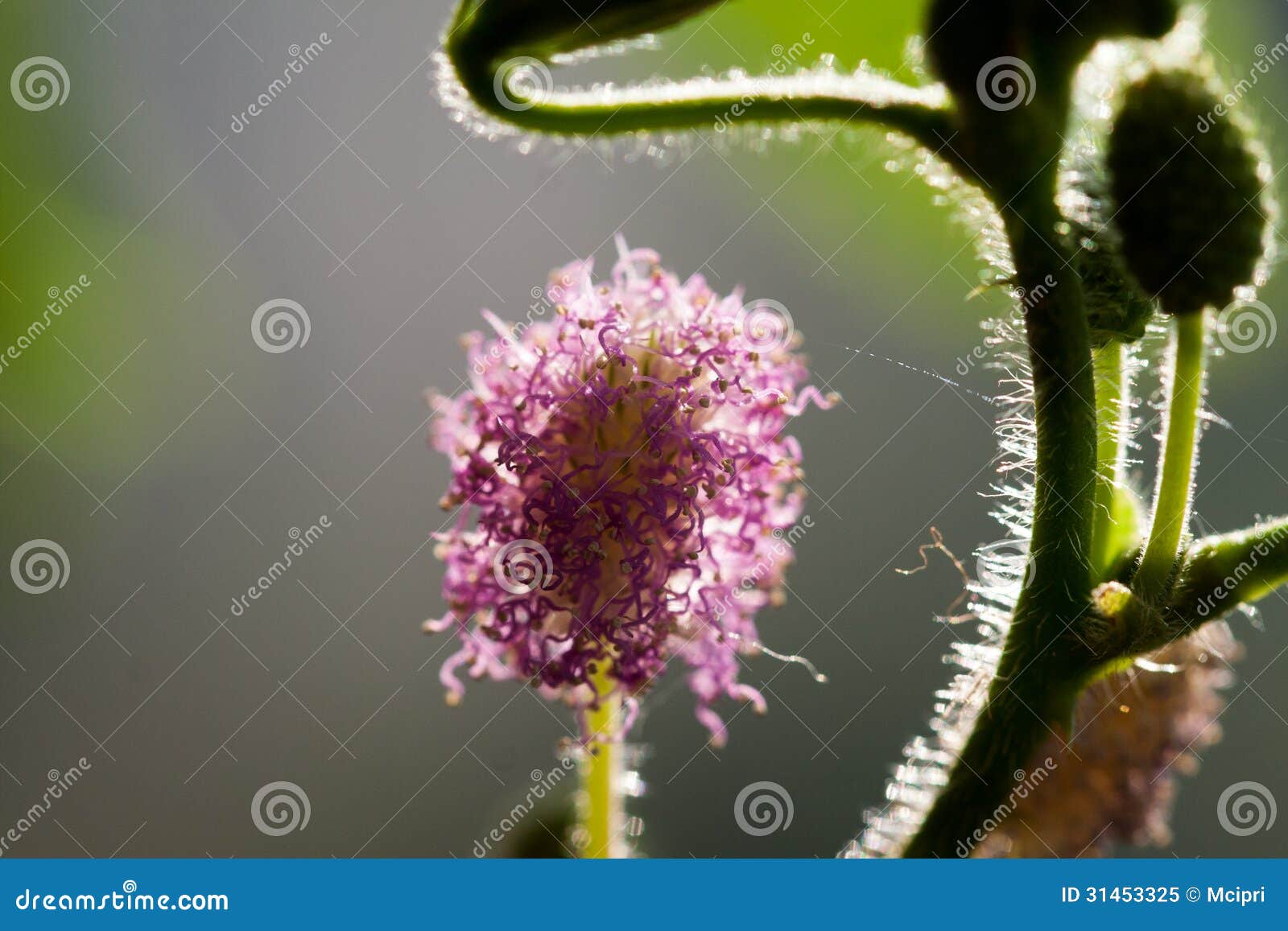 Anatomia del fiore immagine stock. Immagine di rosso - 31453325