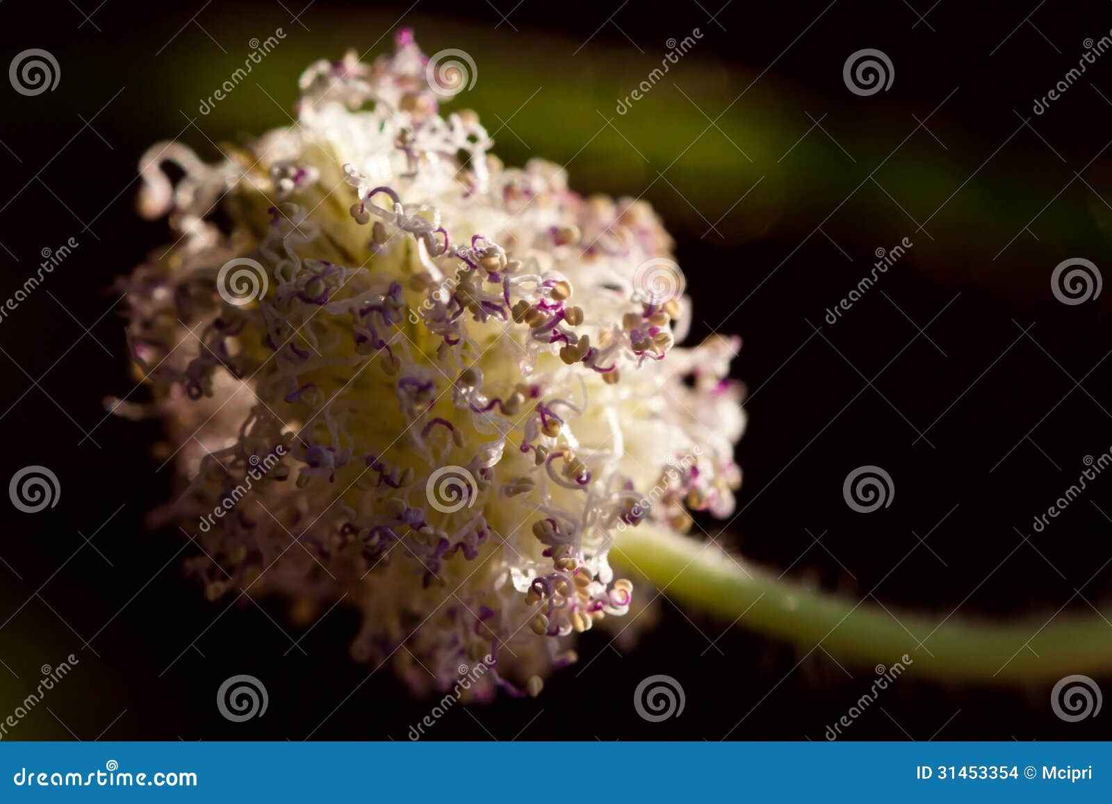 Anatomia del fiore fotografia stock. Immagine di rosso - 31453354
