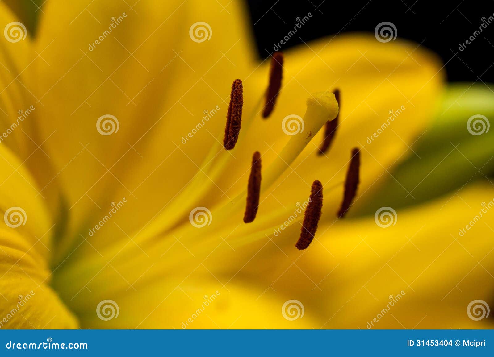 Anatomia del fiore fotografia stock. Immagine di giardino - 31453404