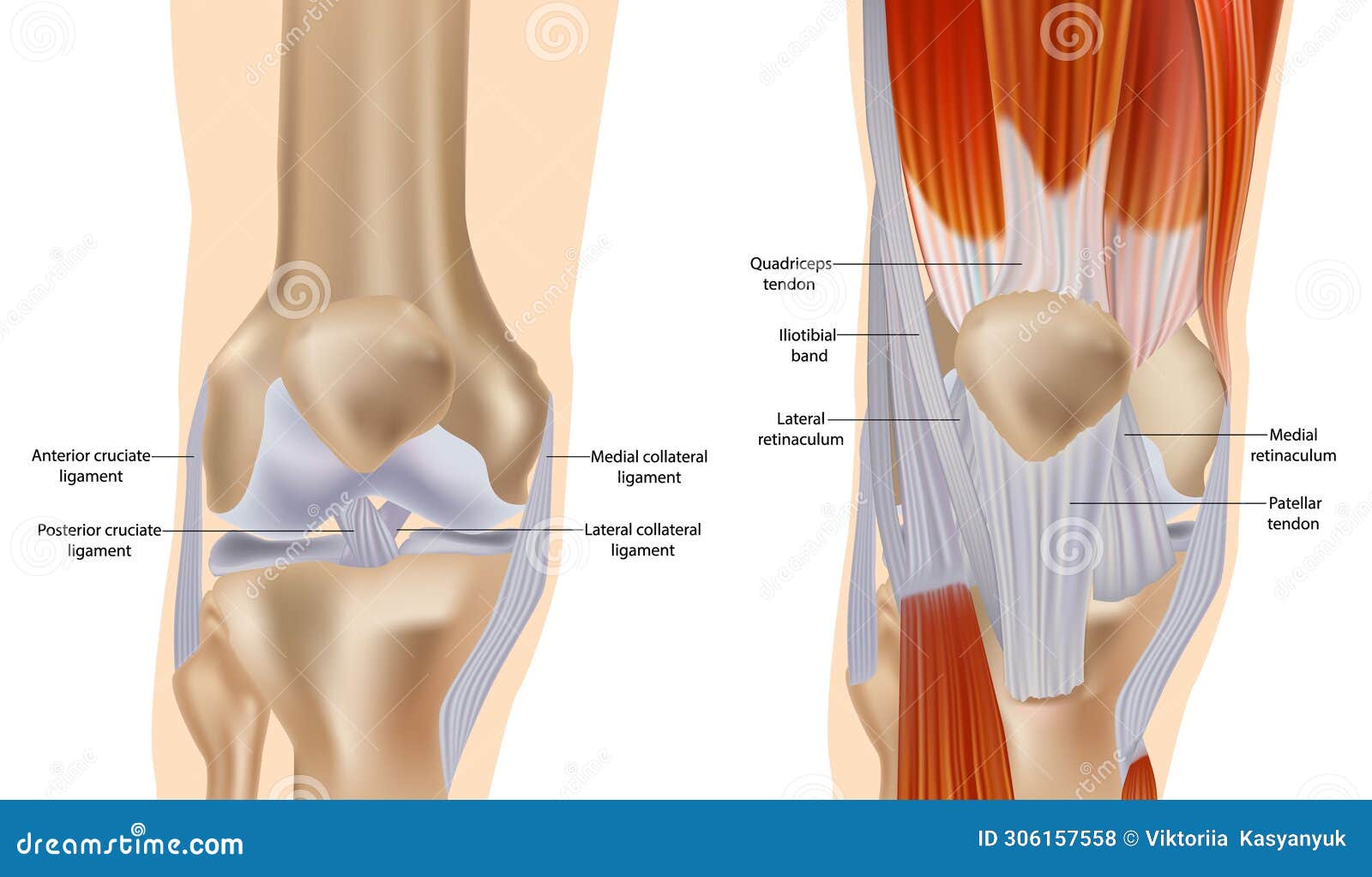 Anatomia Del Ginocchio Compresa Cartilagine Legamenti E Menisco ... Anatomia Del Ginocchio Compresa Cartilagine Legamenti E Menisco ...