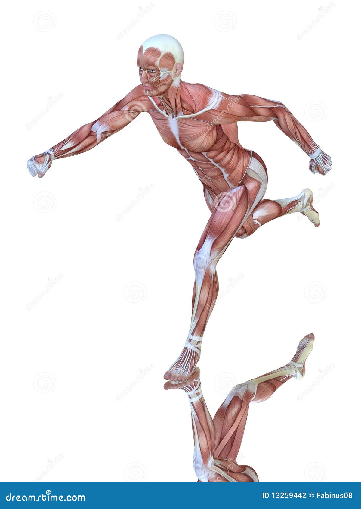 Anatomia Del Muscolo Dell'uomo Corrente Illustrazione di Stock ...