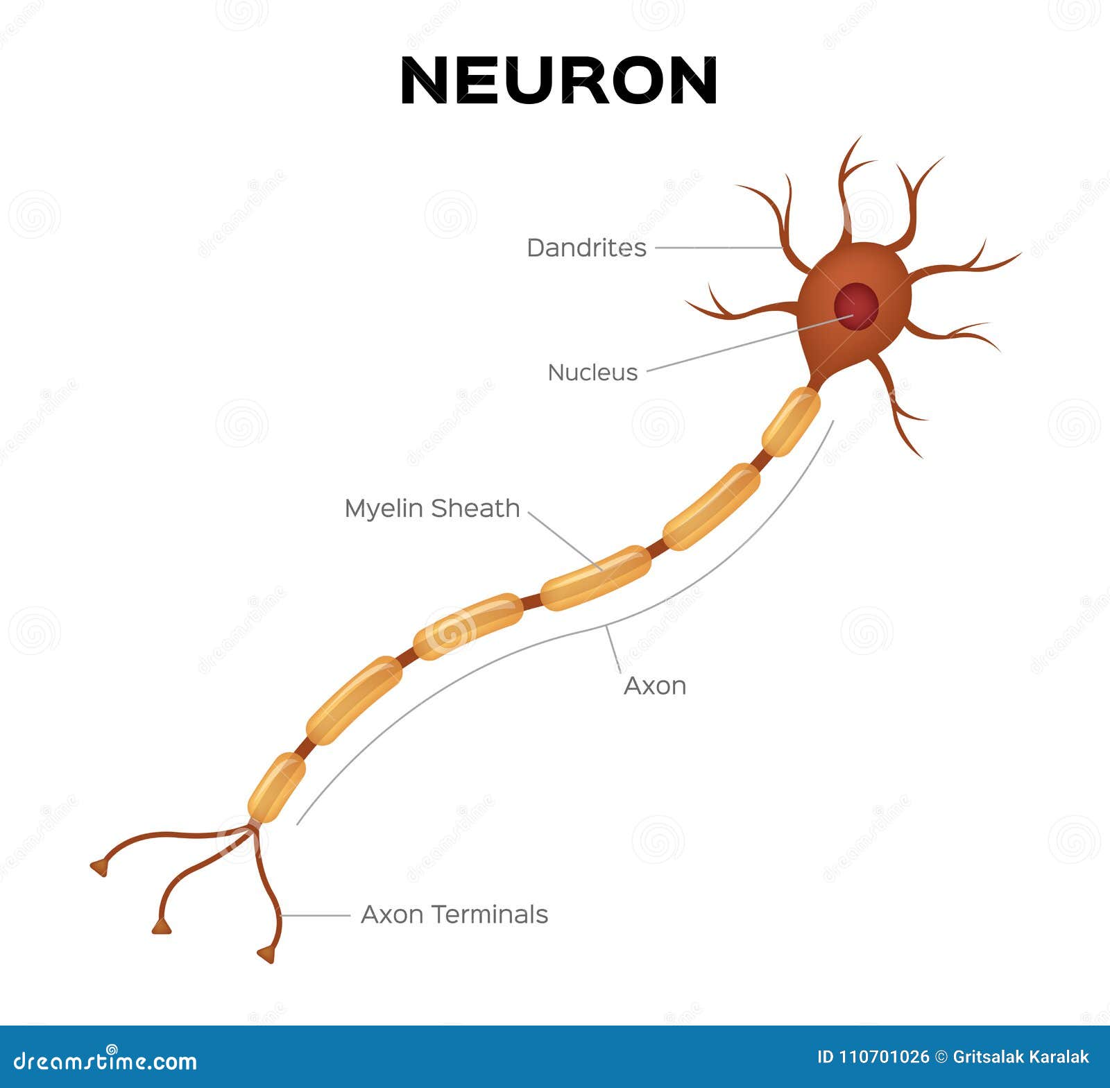 Anatomia Del Neurone Infographic Illustrazione Vettoriale ...