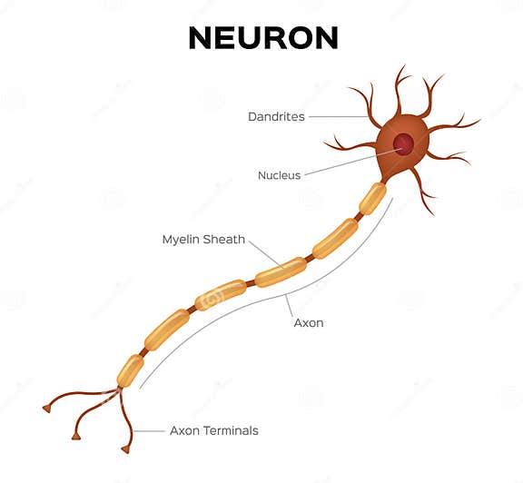 Anatomia Del Neurone Infographic Illustrazione Vettoriale ...
