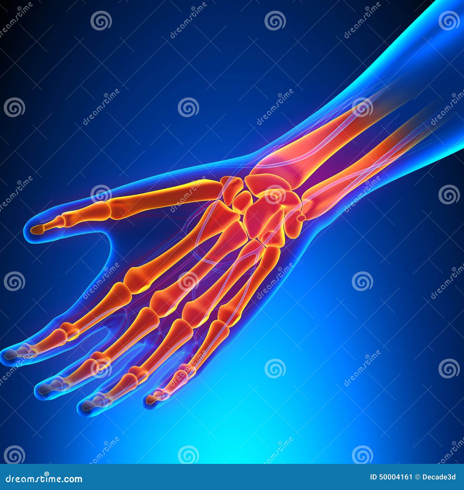 Anatomia Del Polso Con L'apparato Circolatorio Illustrazione di Stock ...