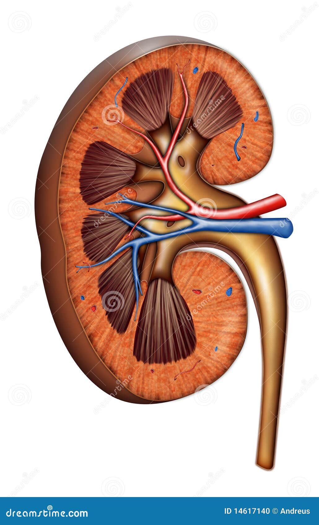 Anatomia del rene illustrazione di stock. Illustrazione di midollo ...