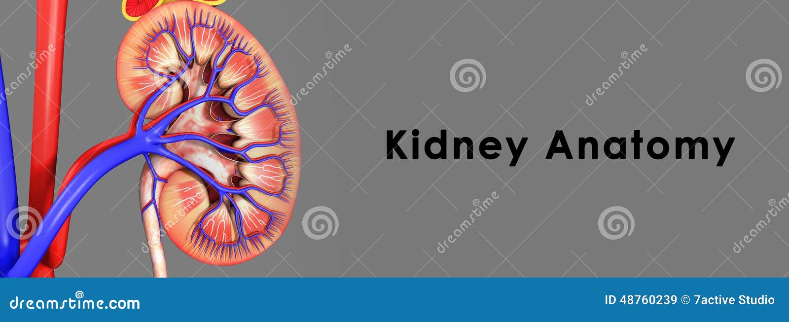 Anatomia del rene illustrazione di stock. Illustrazione di salute ...