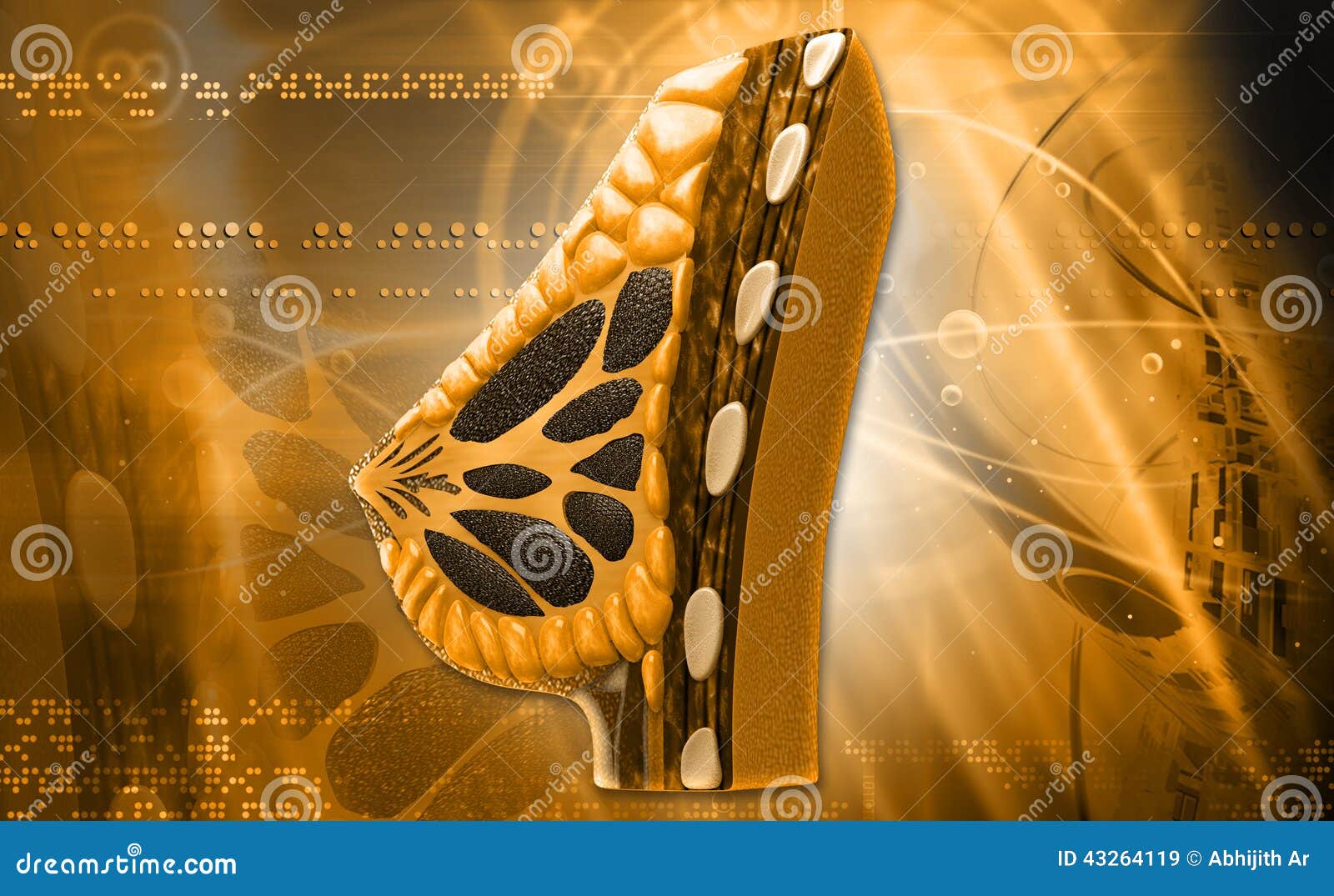 Anatomia del seno illustrazione di stock. Illustrazione di salute ...